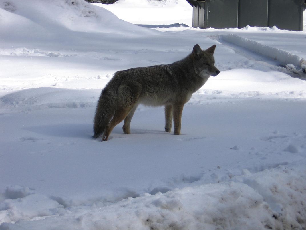 Wolf at Yosemite National Park | Smithsonian Photo Contest ...