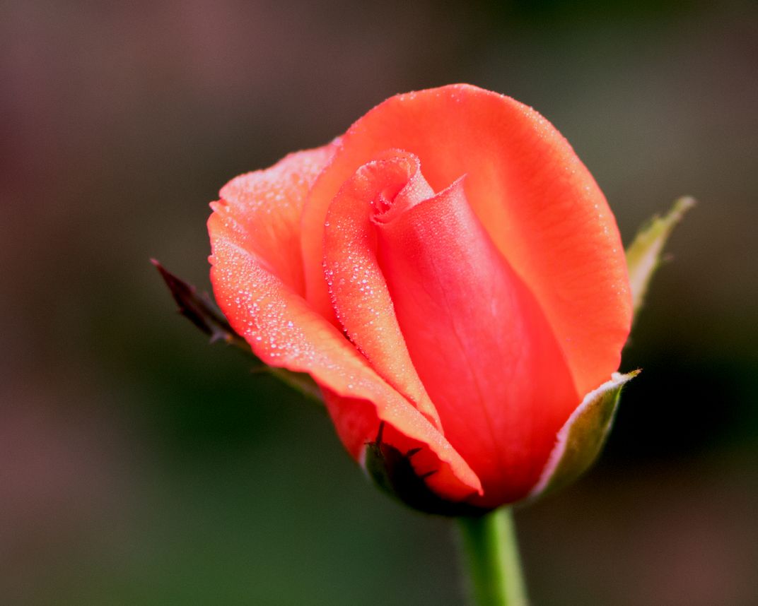 Campus Rose | Smithsonian Photo Contest | Smithsonian Magazine