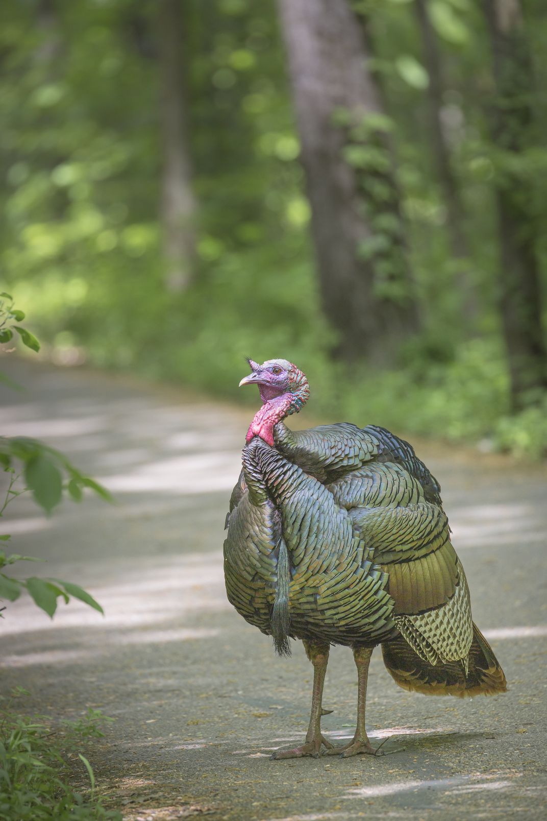 Tom Turkey Hits the Trail | Smithsonian Photo Contest | Smithsonian ...