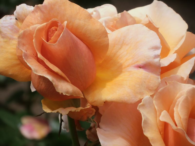 PEACH ROSES | Smithsonian Photo Contest | Smithsonian Magazine