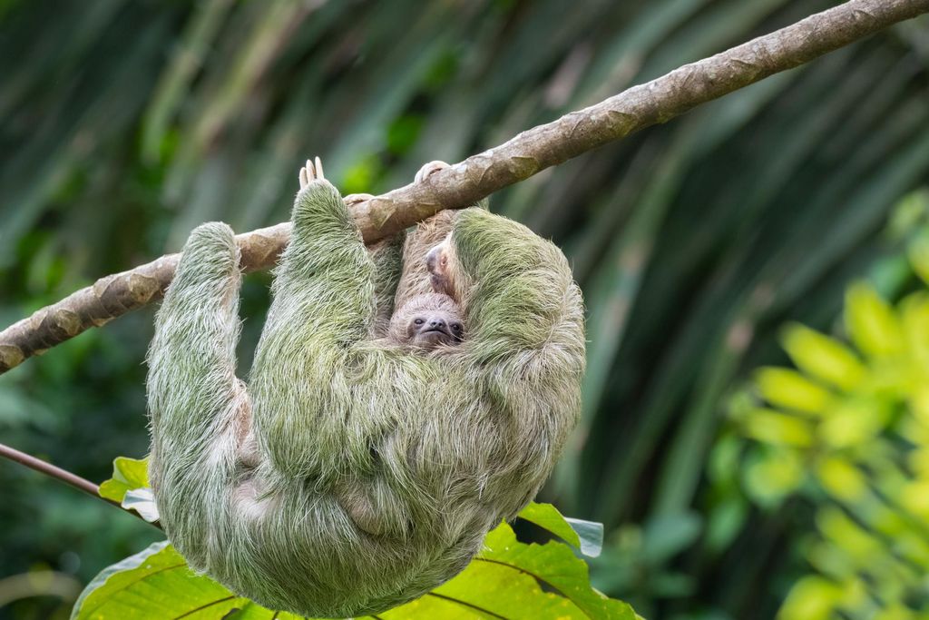 3 Toed Sloth It's Official: Three Toed Sloths Are The Slowest Mammals