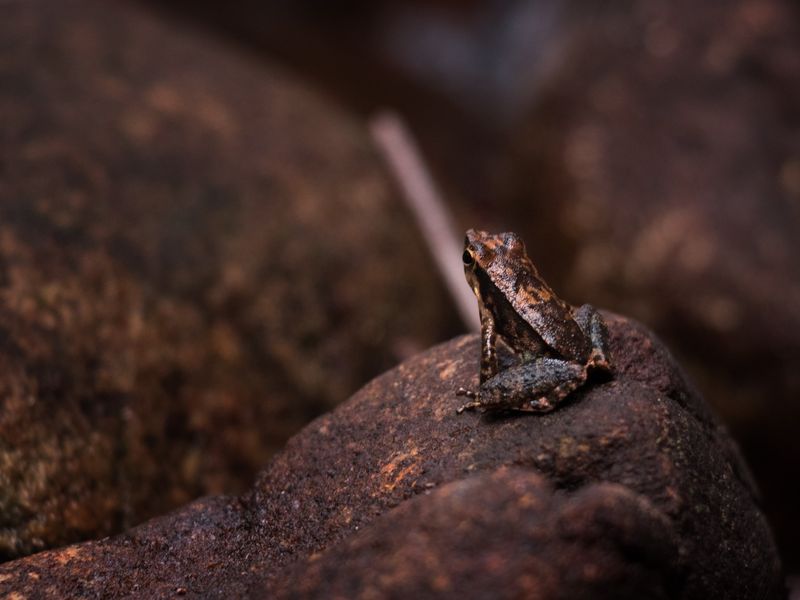 Animal Coloration | Smithsonian Photo Contest | Smithsonian Magazine