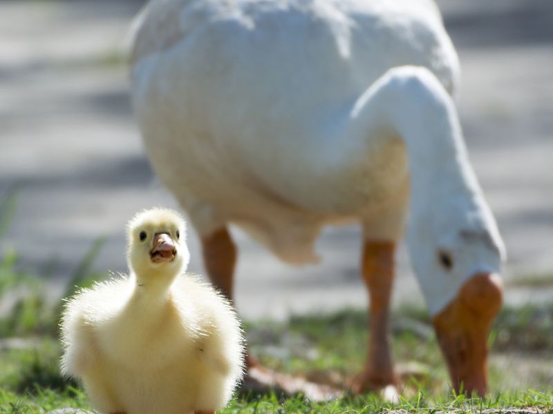 Little Goose | Smithsonian Photo Contest | Smithsonian Magazine