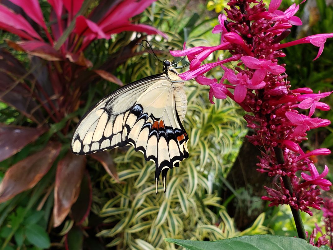 Giant swallowtail on red fire spike flower. | Smithsonian Photo Contest ...