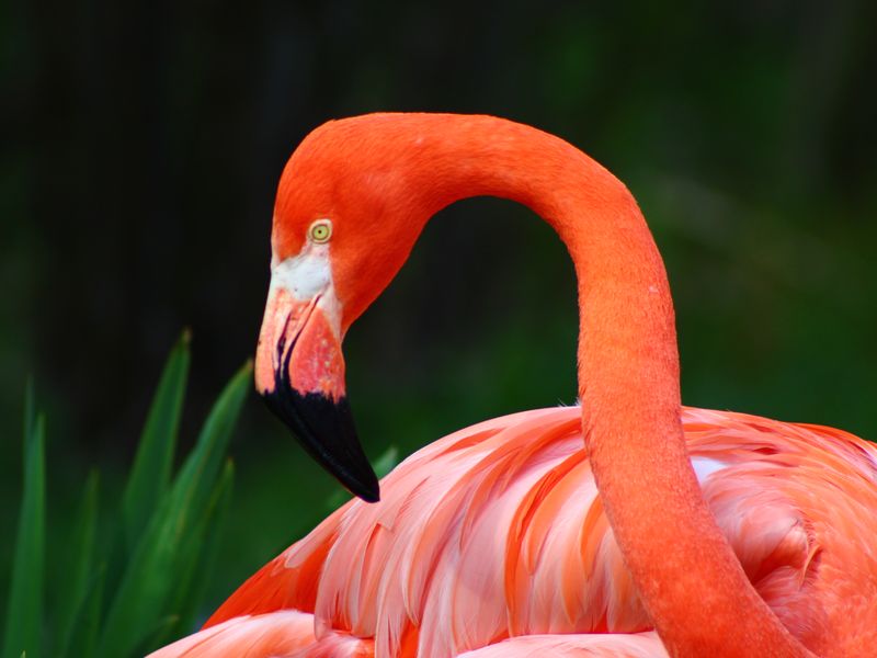 Let's Flamingle | Smithsonian Photo Contest | Smithsonian Magazine