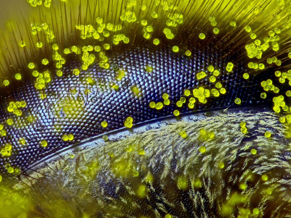 bee pollen under a microscope
