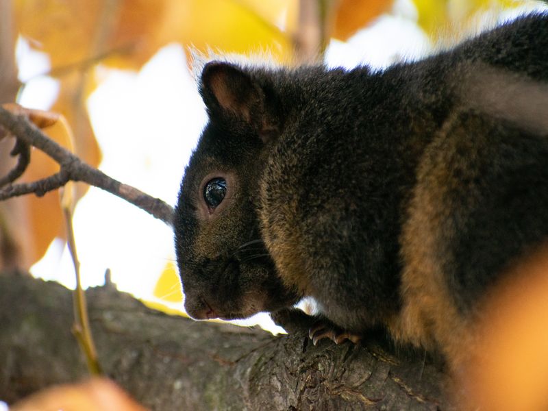 Cold Melanistic Fox Squirrel | Smithsonian Photo Contest | Smithsonian ...