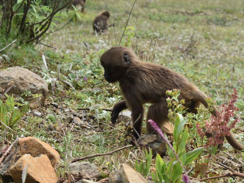 Baby Gelada | Smithsonian Photo Contest | Smithsonian Magazine