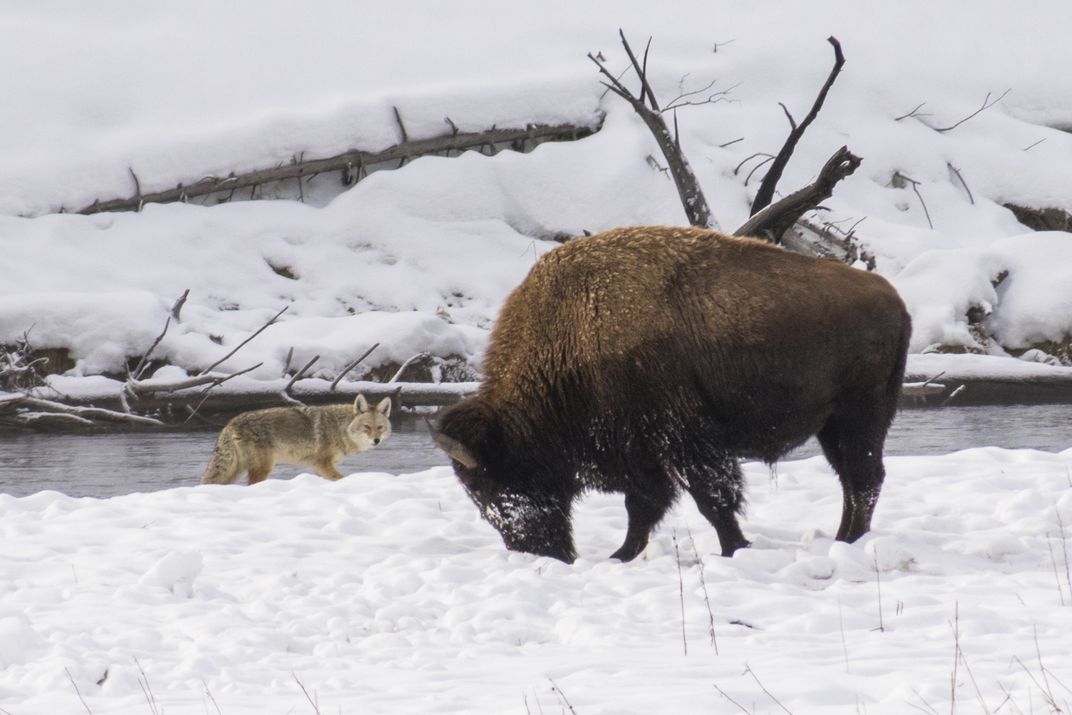 Coyote Eyes a Bison | Smithsonian Photo Contest | Smithsonian Magazine