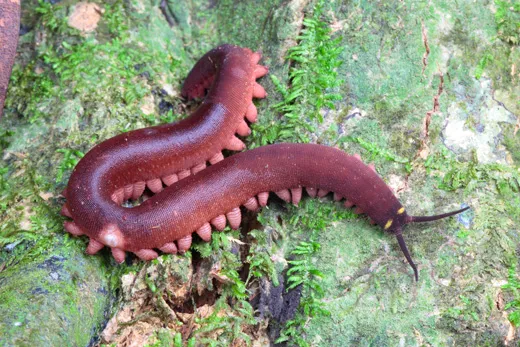 animals that defy evolution