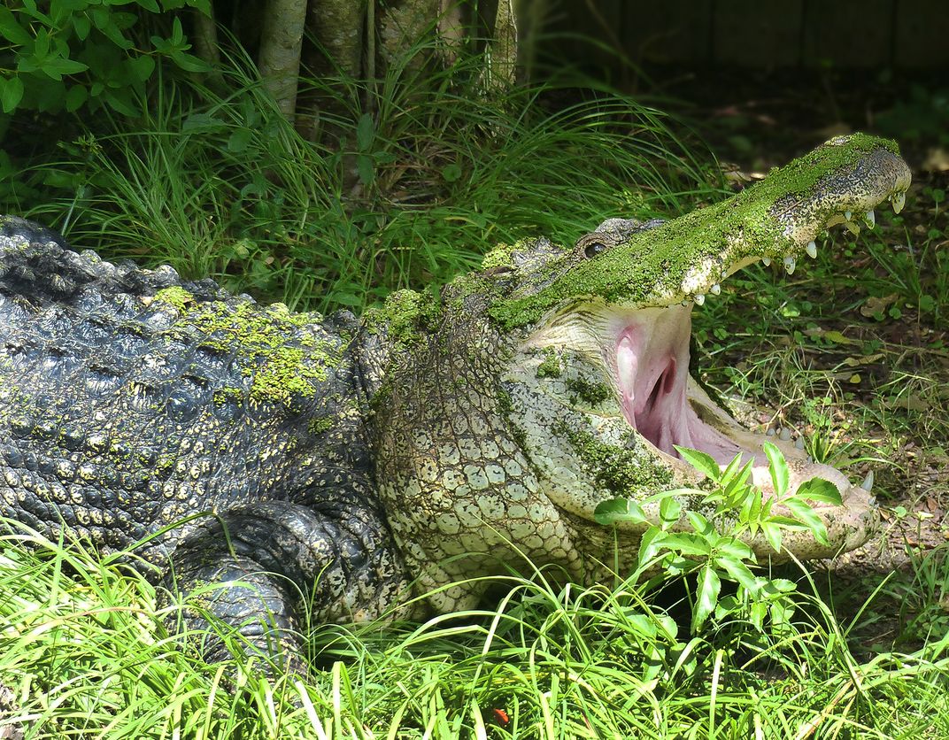 Alligator | Smithsonian Photo Contest | Smithsonian Magazine