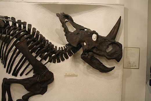monoclonius skeleton