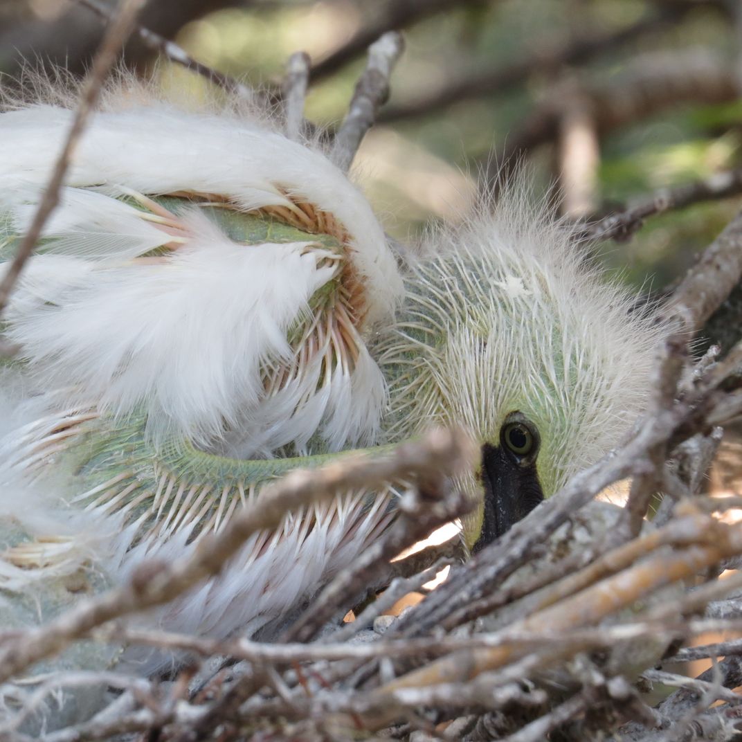 Sleepy Baby Bird | Smithsonian Photo Contest | Smithsonian Magazine