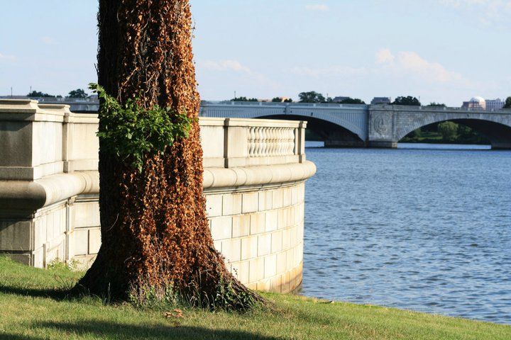 A peculiar tree... | Smithsonian Photo Contest | Smithsonian Magazine