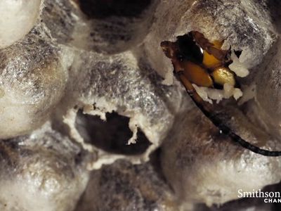Wildlife News & Features | Smithsonian Magazine
