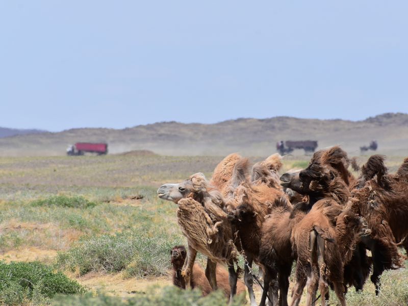 Camel-ships of the desert, in the shadow of mining | Smithsonian Photo ...