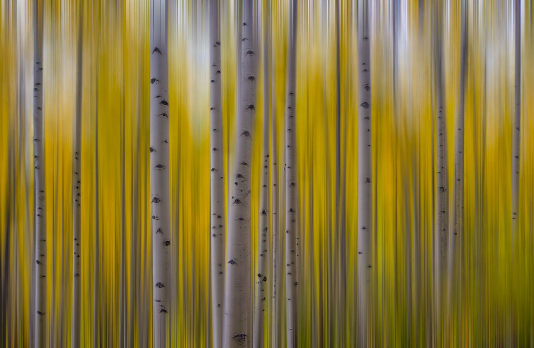 Tree Eyes | Smithsonian Photo Contest | Smithsonian Magazine