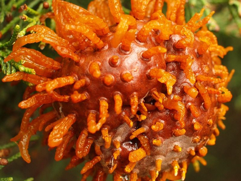Gall Rust on pine host | Smithsonian Photo Contest | Smithsonian Magazine