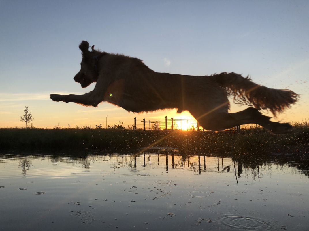 Flying dog | Smithsonian Photo Contest | Smithsonian Magazine