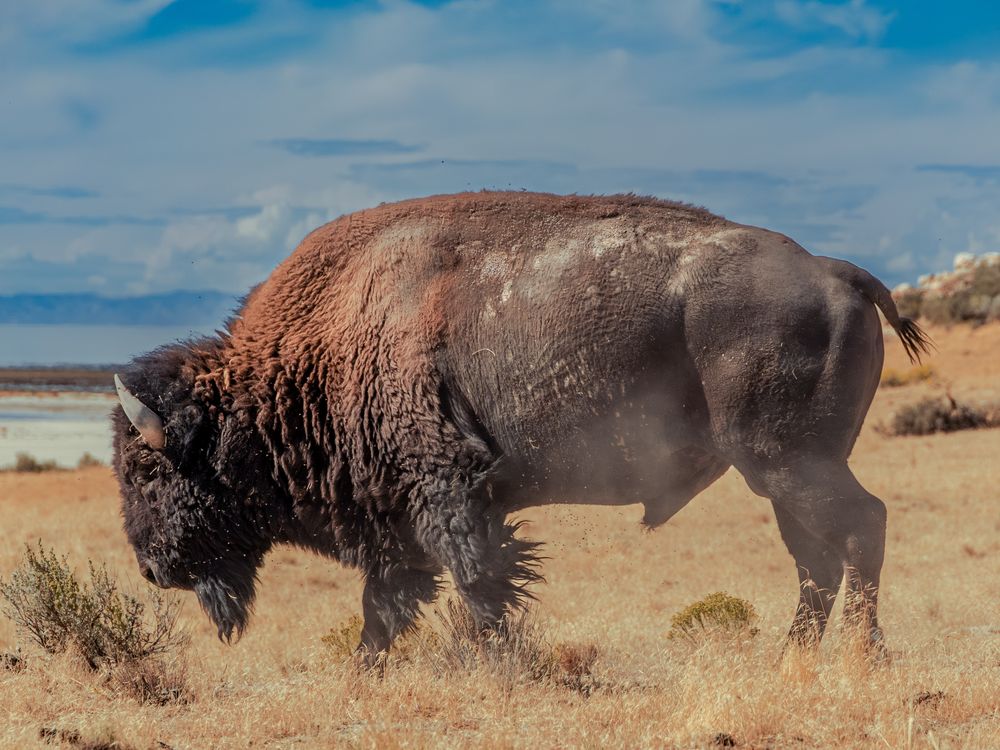 A bison in a cloud of dust, Antelope Island Utah. | Smithsonian Photo ...