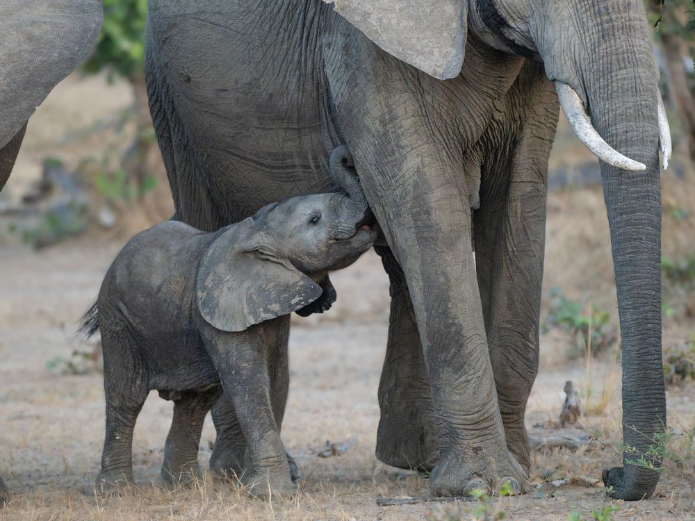 Nursing Baby Elephant | Smithsonian Photo Contest | Smithsonian Magazine