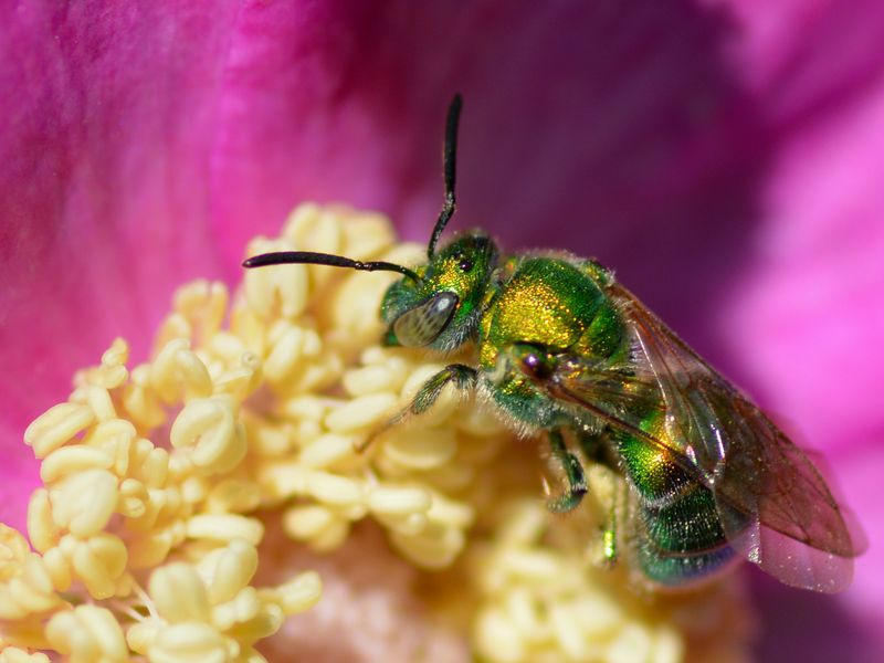 Metallic Green Sweat Bee | Smithsonian Photo Contest | Smithsonian Magazine