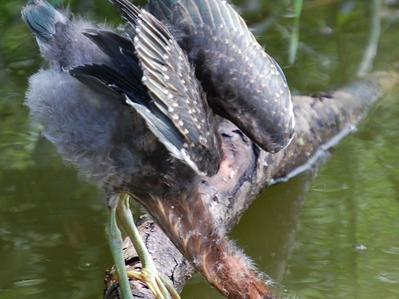 Baby anhinga ready to catch food. Nikon D40 55-200mm lens | Smithsonian ...