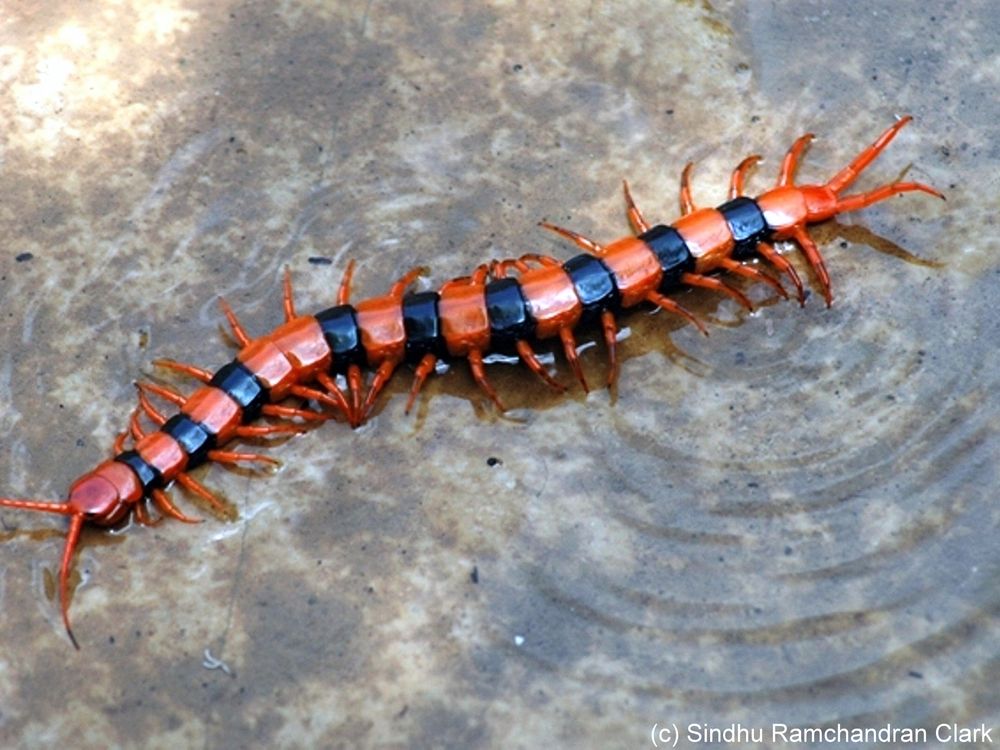 Coral Centipede | Smithsonian Photo Contest | Smithsonian Magazine