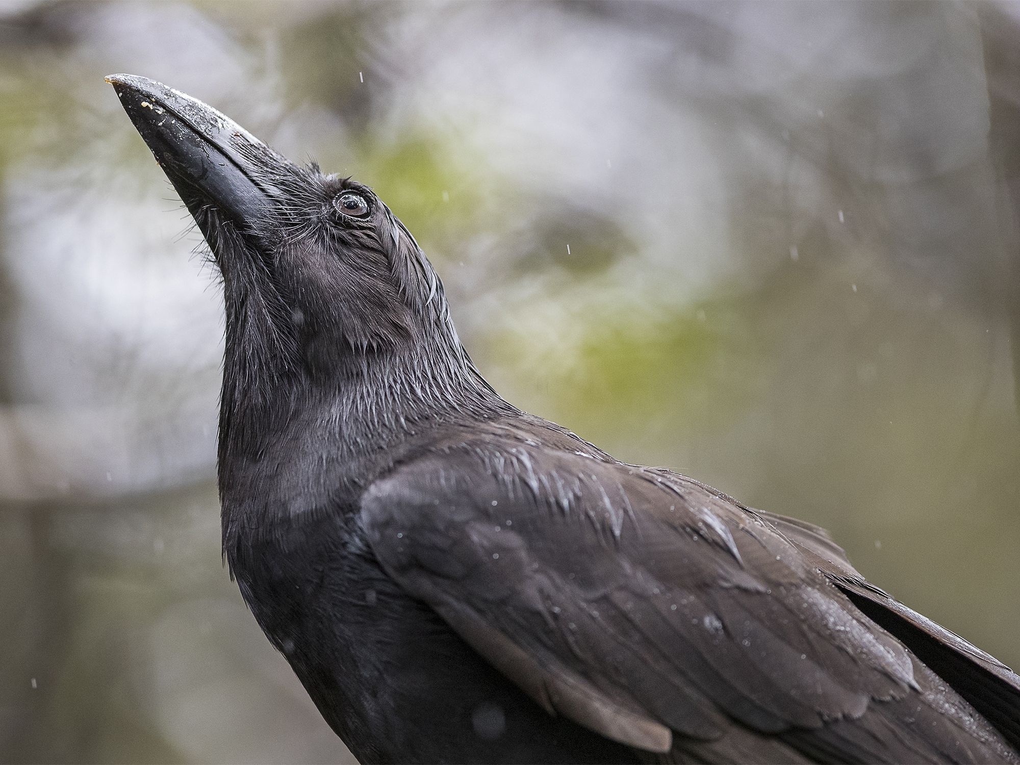 Scientists Release Five Hawaiian Crows on Maui, Giving the Imperiled ...