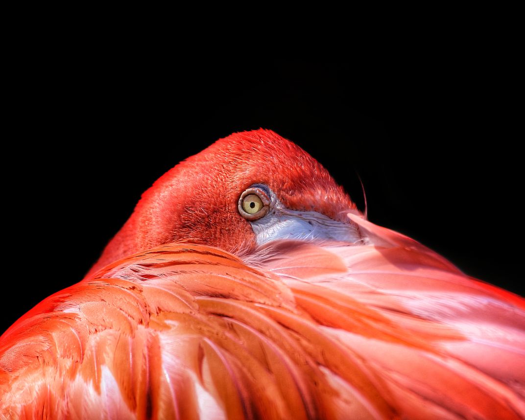 Flamingo | Smithsonian Photo Contest | Smithsonian Magazine