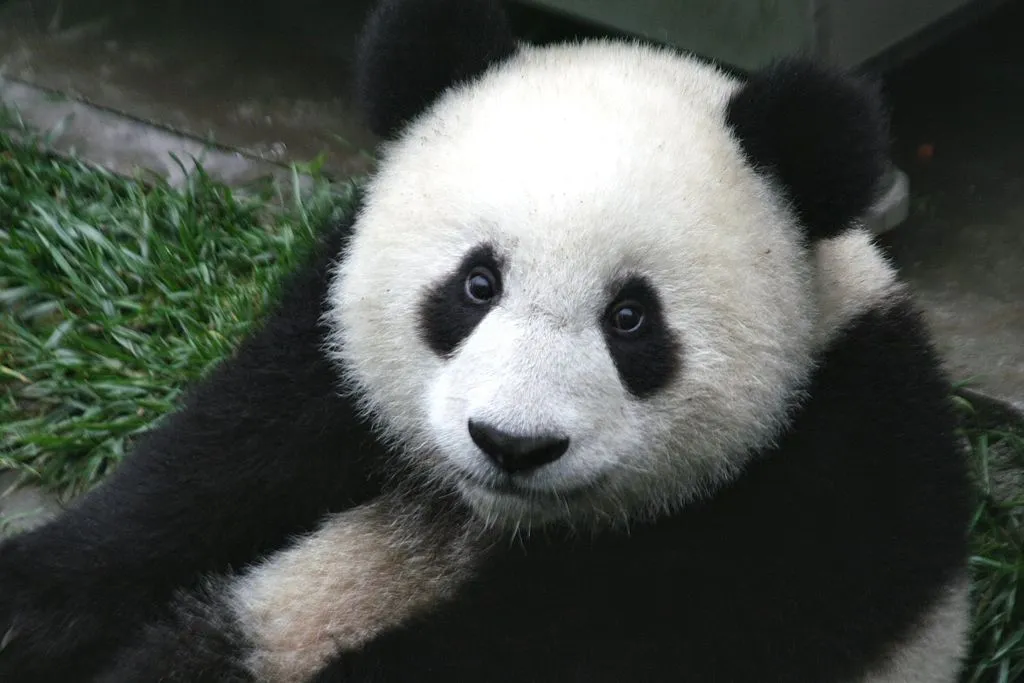 white panda bear