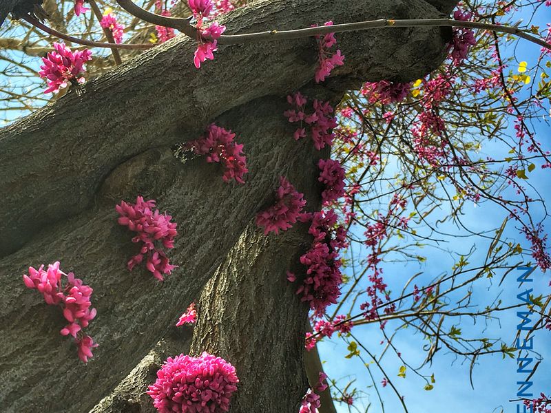 Flowering Western Redbud tree | Smithsonian Photo Contest | Smithsonian ...