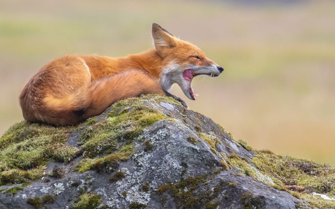 Tongue-Tied Fox | Smithsonian Photo Contest | Smithsonian Magazine