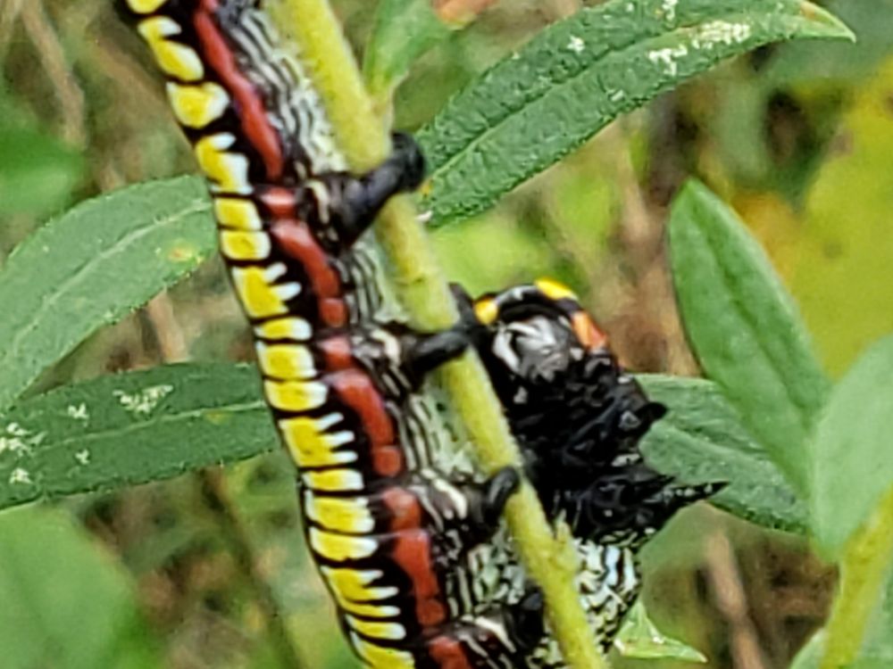 Caterpillar Fall Colors | Smithsonian Photo Contest | Smithsonian Magazine