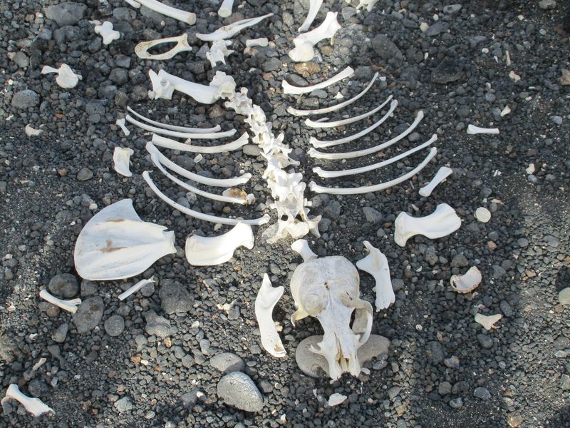 Sea lion skeleton | Smithsonian Photo Contest | Smithsonian Magazine