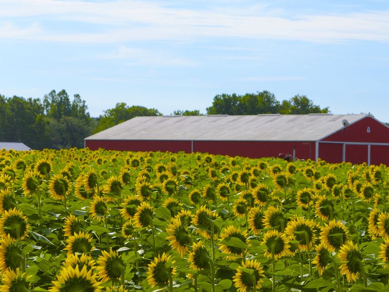 A barn in a field of sunflowers. | Smithsonian Photo Contest ...