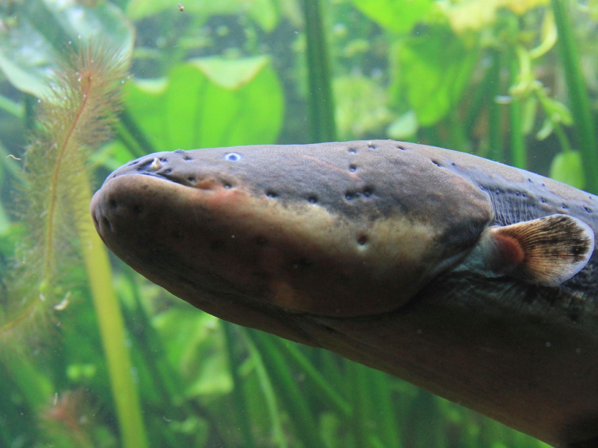 Science Proves Electric Eels Can Leap From Water to Attack