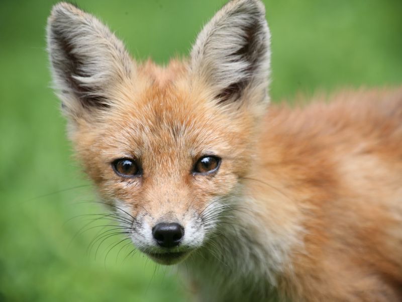 Young red fox looks with curiosity towards me as I crouch to snap the ...