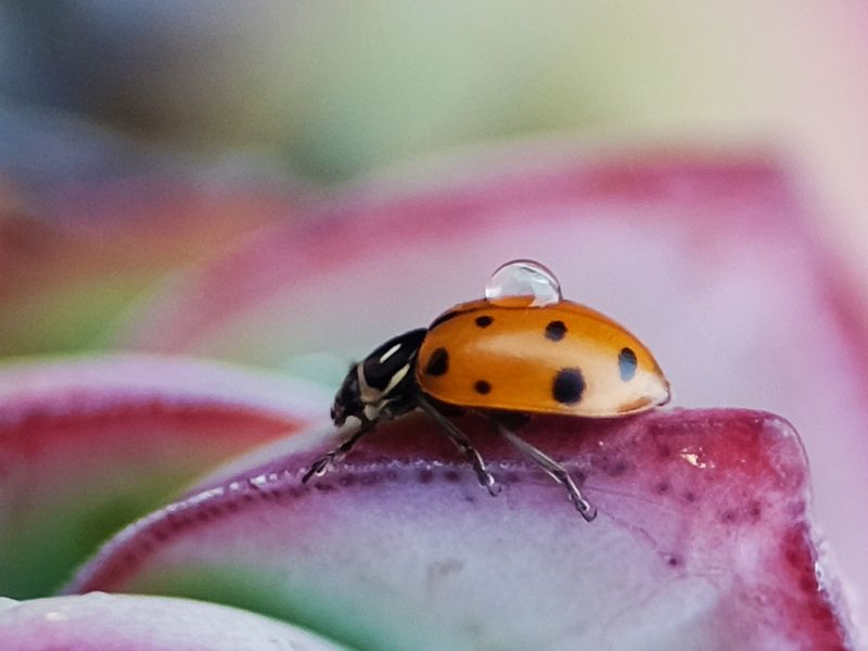 A lady bug after a rare rain shower in drought stricken Southern ...