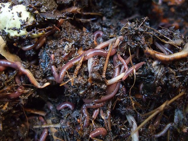 Earthworm Excrement Could Help Archaeologists Measure Age-Old Climate ...