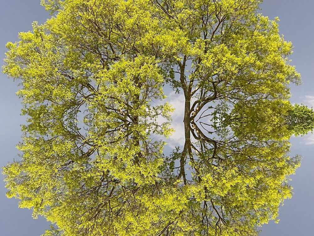 Great wave of trees | Smithsonian Photo Contest | Smithsonian Magazine