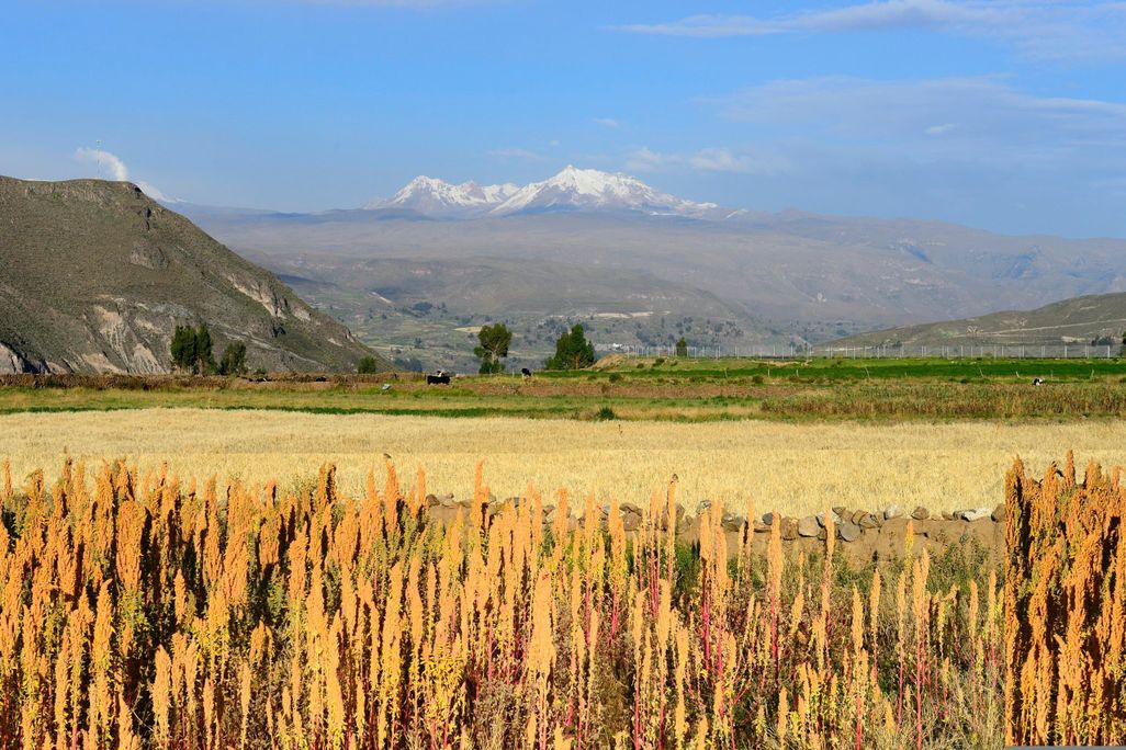 quinoa fields peru