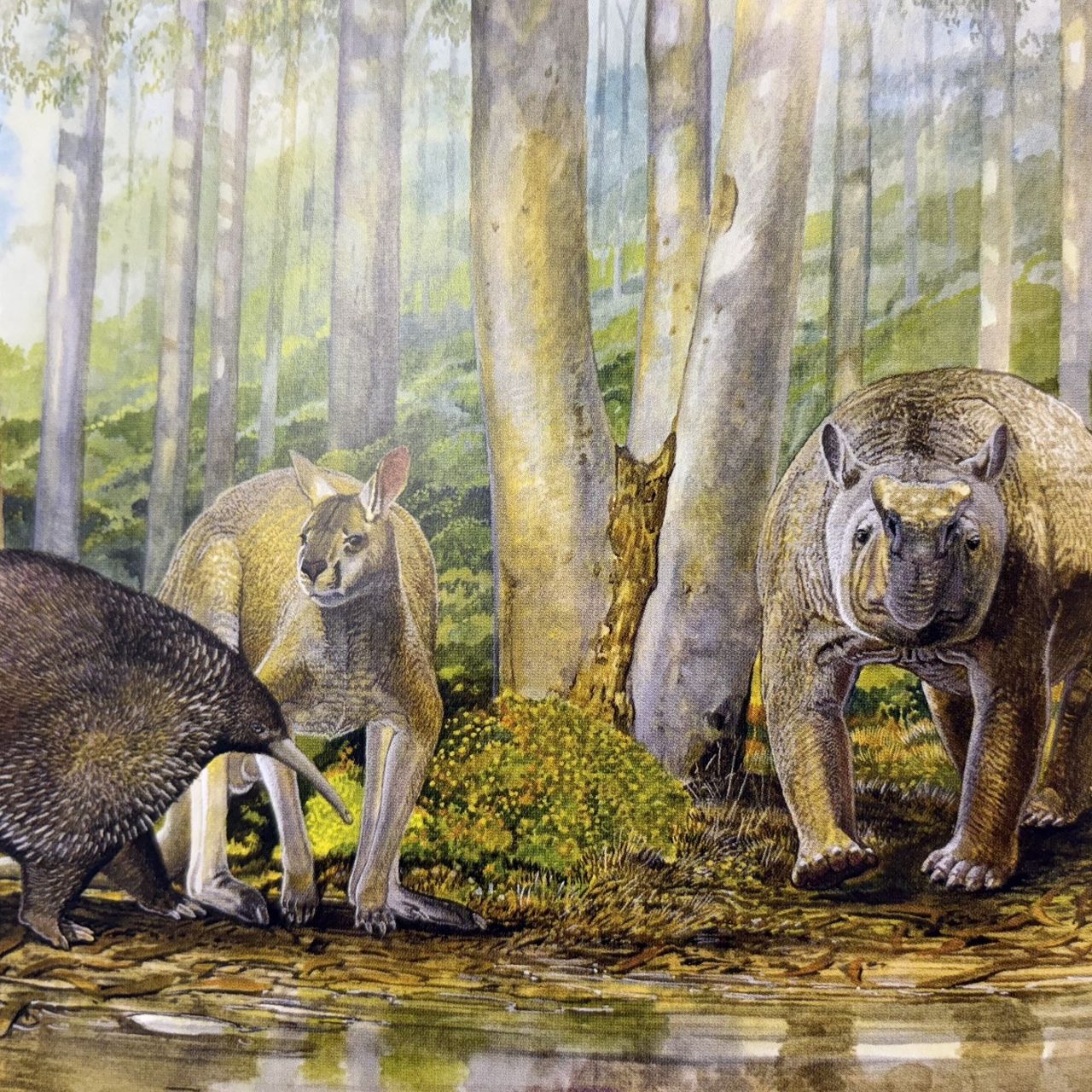 extinct giant kangaroo behavior
