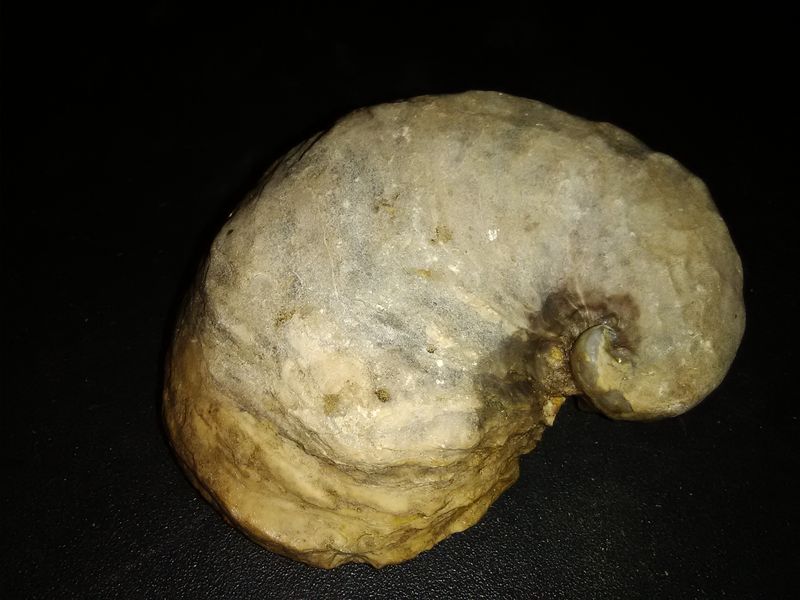 Seashell petrified | Smithsonian Photo Contest | Smithsonian Magazine