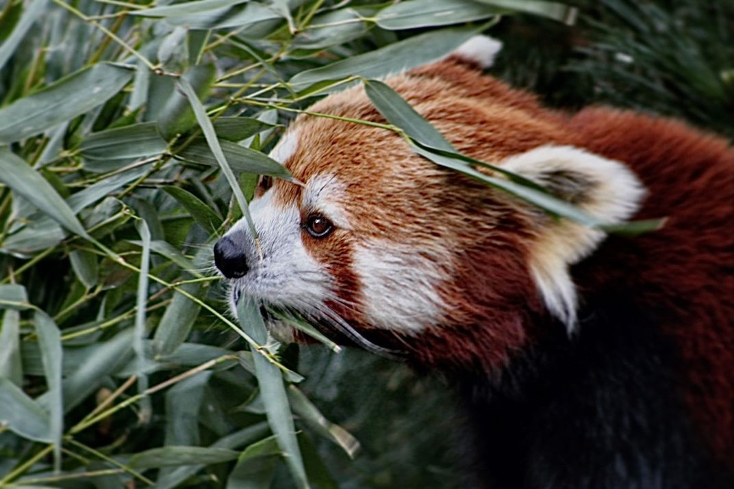 Red Panda lunch time. | Smithsonian Photo Contest | Smithsonian Magazine