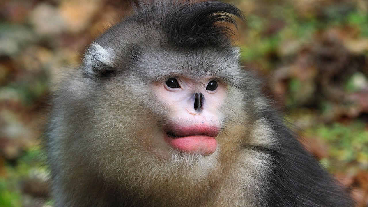 Monkey With Big Lips Logo
