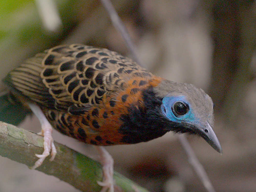 Following the Swarm: Making a Documentary Short Film In Panama’s ...