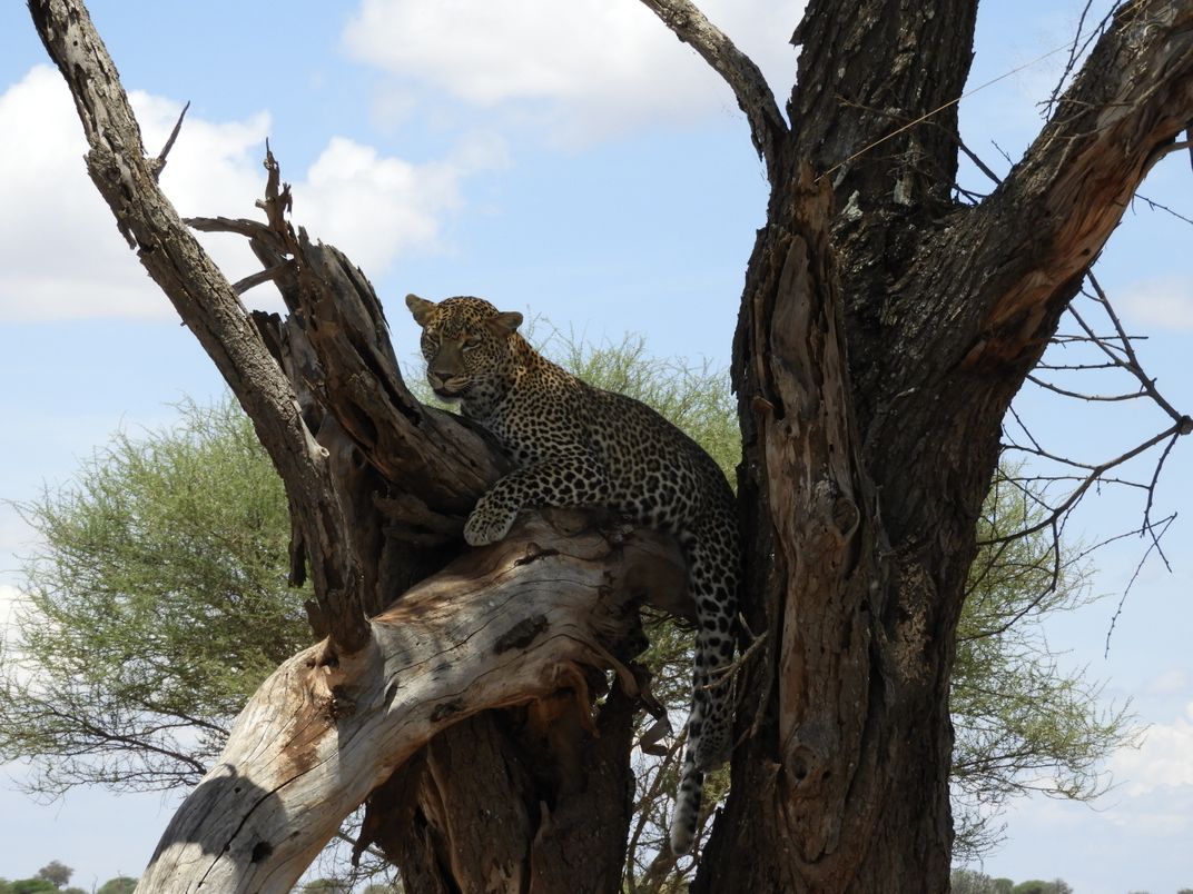 Juvenile leopard | Smithsonian Photo Contest | Smithsonian Magazine