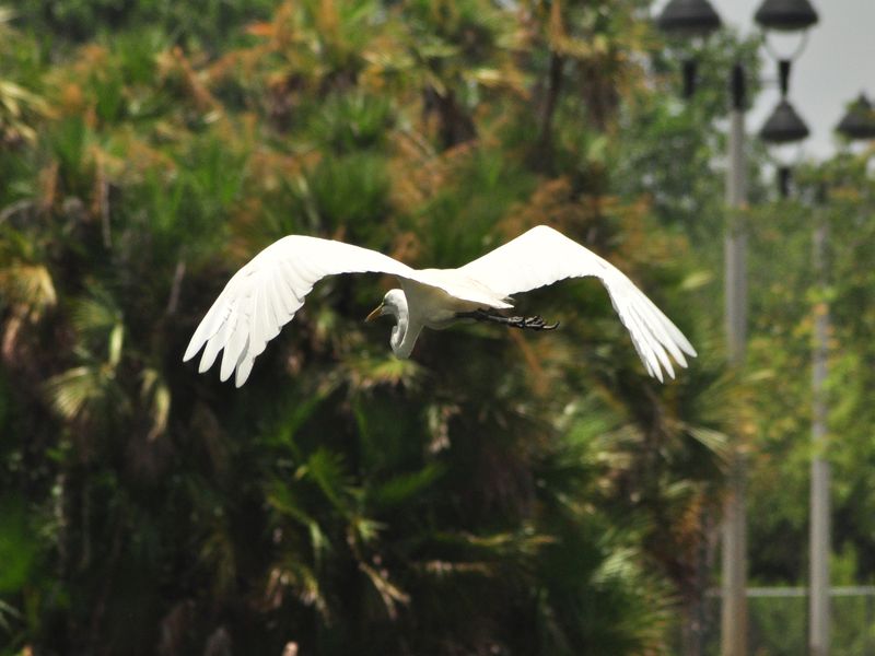 Flying white bird | Smithsonian Photo Contest | Smithsonian Magazine