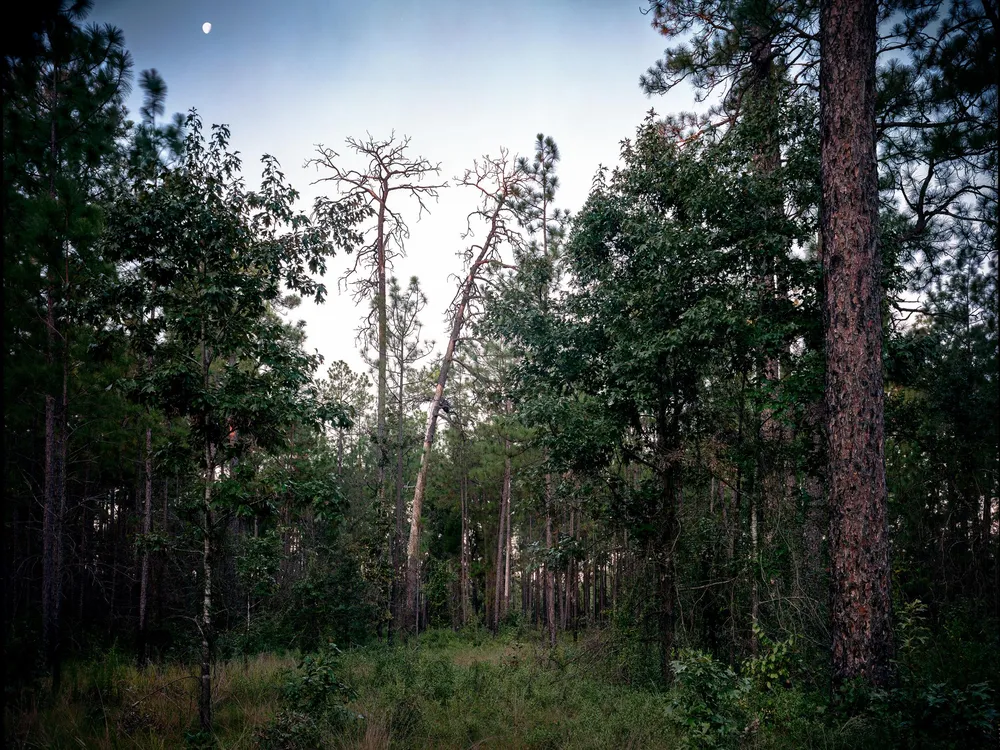 longleaf pine forest georgia